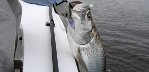 Stiffy Push Poles & Marine Equipment | FiberTex & Supply